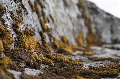 Bioindicators Of Air Pollution Decoding Biosphere