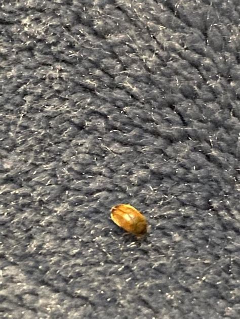Can You Help Identify The Bug Please Rbedbugs