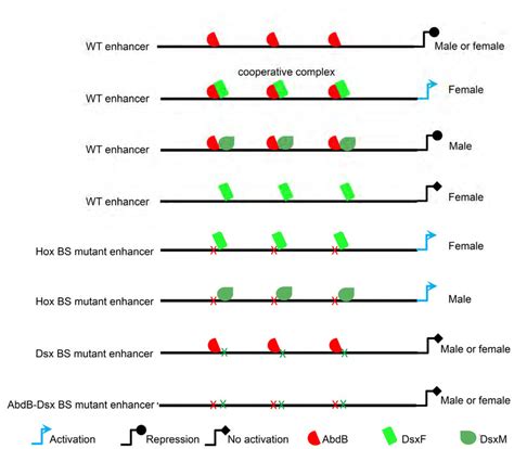 Figure S7 Model For Sex Specific Apoptotic Enhancer Activation By Abdb