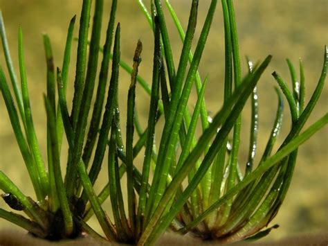 Quillwort Isoetes Lacustris Photo Image 47015