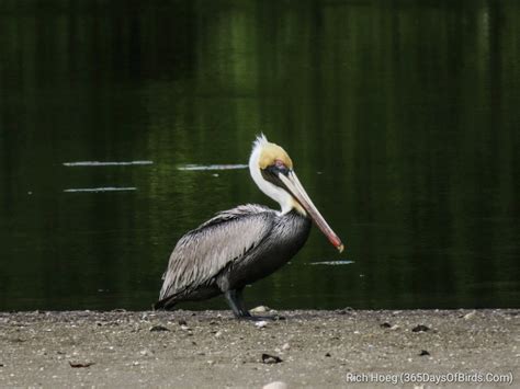 Wing Ding Dilly Birding 365 Days Of Birds