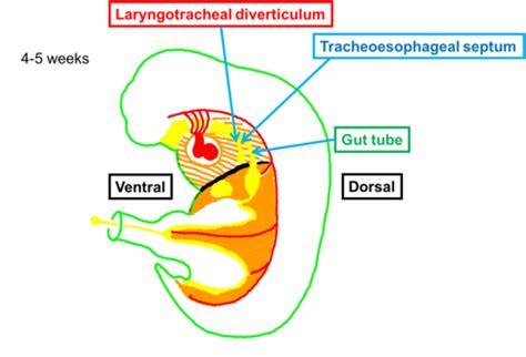 232 Lung Embryology Flashcards Quizlet