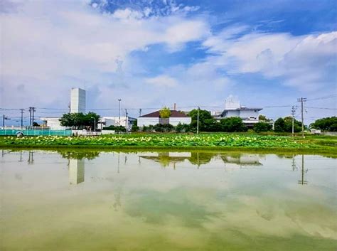 羽島市大賀ハス園（6月）岐阜県羽島市の観光・撮影スポットの名所 東海カメラマップ
