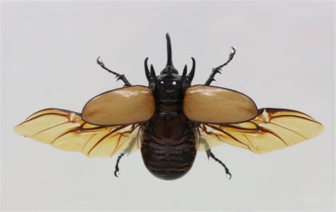 Hercules Beetle Wings Western Hercules Dynastes Grantii Real Beetle