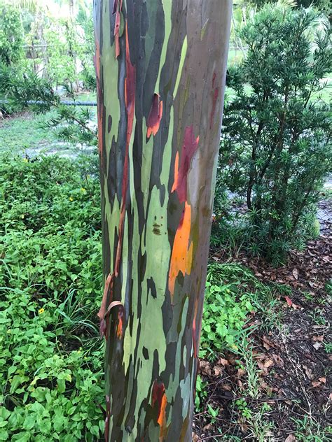 Rainbow Eucalyptus Seedling 15 To 18 Inches Tall Etsy