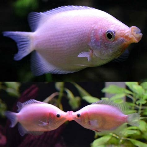 Fish Kissing Fish