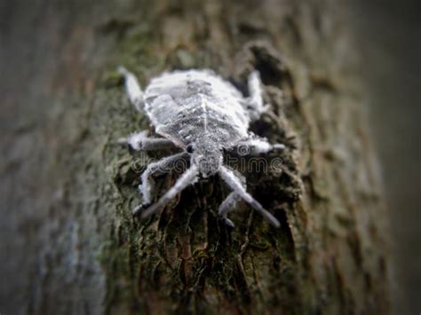 Furry Shield Bug Nymph 1 Stock Image Image Of Hairy 54546801