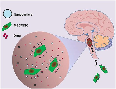 Nanoparticles The Future Of Drug Delivery — Journal Of Young Investigators