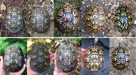 Its Wild How Nature Weaves The Various Turtle Shell Patterns Hasan Jasim