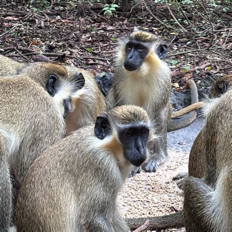 Barbados Wildlife Reserve All You Should Know Before Going 2026 Reviews