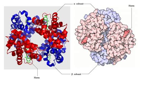 Hemoglobin Definition Structure And Function Biology Notes Online