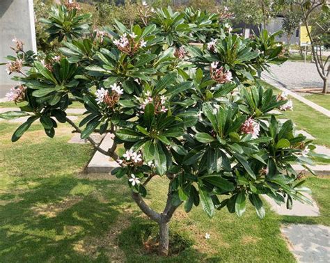 21 Best Fragrant Trees Trees With Scented Flowers 21 Best Fragrant Trees Trees With Scented Flowers