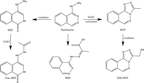 Genotype Guided Hydralazine Therapy Pmc
