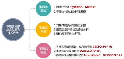 元小新带您揭秘单细胞测序在类器官研究中的应用 知乎