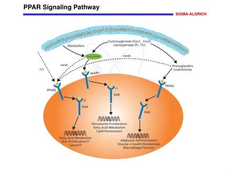 Ppt Ppar Signaling Pathway Powerpoint Presentation Free Download