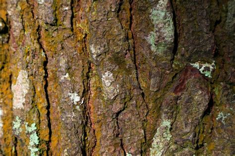 Pine Tree Bark Texture Stock Photo Image Of Wooden 285150132