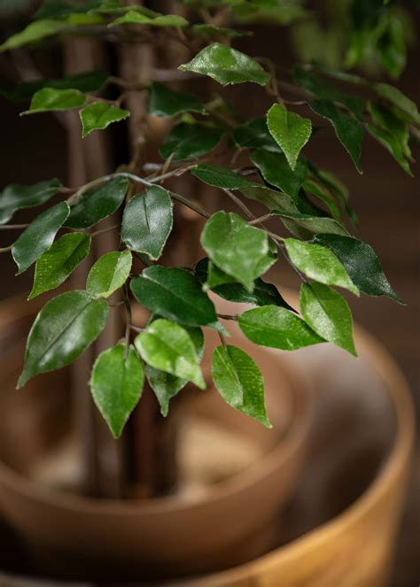 Mini Ficus Pianta Artificiale Eleganza Senza Manutenzione