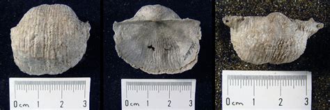 Chemo Fossils Examples At Ava Ewers Blog Chemo Fossils Examples At Ava Ewers Blog