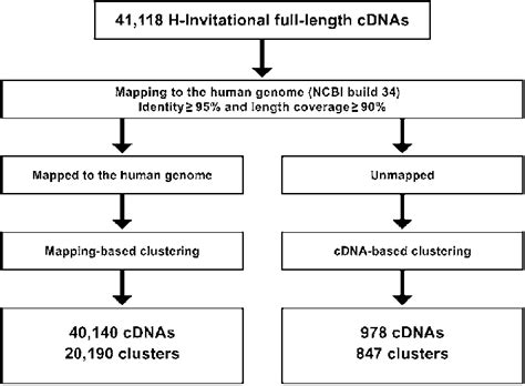 Procedure For Mapping And Clustering The H Inv Cdnas The Cdnas Were