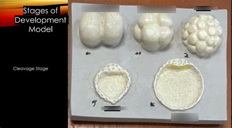 Stages Of Development Model Cleavage Stage Diagram Quizlet