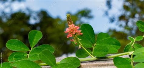 creeping indigo indigofera spicata is an invasive weed in florida