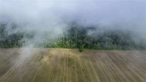 Trouble In The Amazon Rainforest Journalism Fund