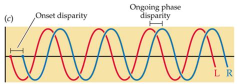 Lecture 18 Auditory System I Lateralization Of Neural Functions Flashcards Quizlet