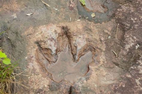 Different Types Of Fossils Nayturr
