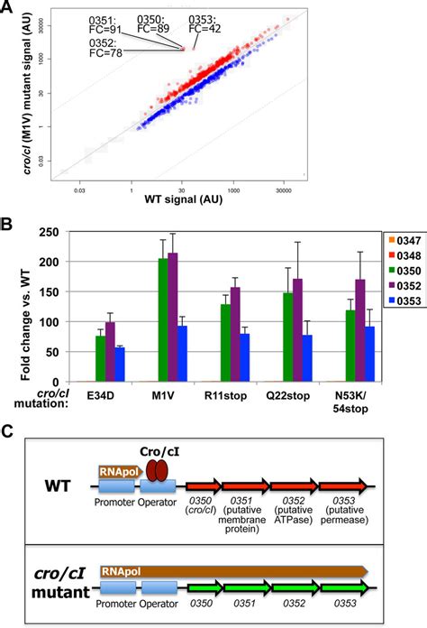 Cro CI Mutations Enhance The Expression Of All Genes In The Download Scientific Diagram