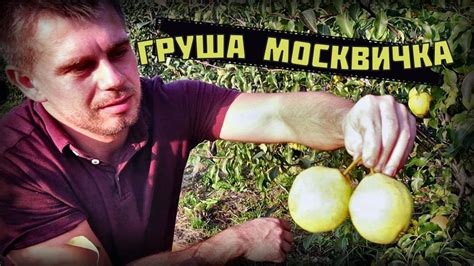 Груша Москвичка)) Десертный сорт с осенним периодом созревания плодов ...