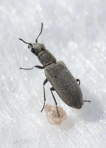 Danacea Atripes · Inaturalist