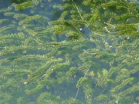 Elodea Canadensis Élodée Du Canada Plantes Aquatiques