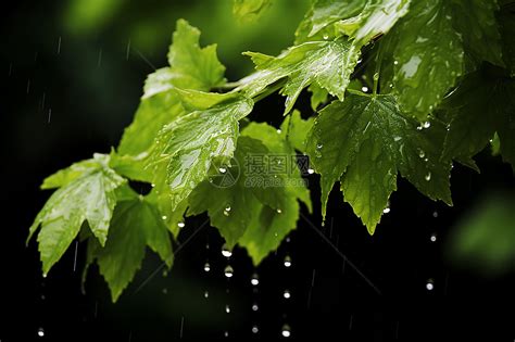 被雨打湿的树叶高清图片下载 正版图片600823800 摄图网