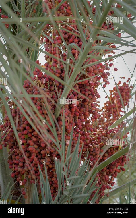 Red Dates With Tree Hi Res Stock Photography And Images Alamy