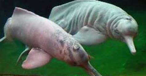 아마존 분홍돌고래 대전 온다