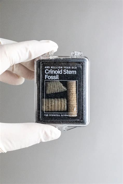 Crinoid Fossil The Space Store