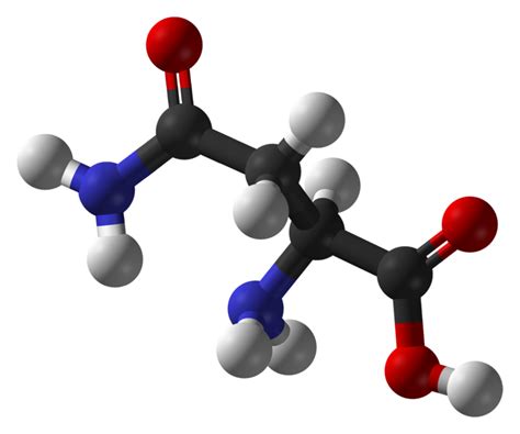 Odkrycie Asparaginy. Asparagina to pierwszy wyizolowany aminokwas ...