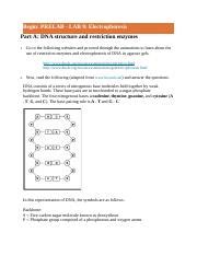 PreLab Lab Introduction Pdf Begin PRELAB LAB Electrophoresis Part A DNA Structure And