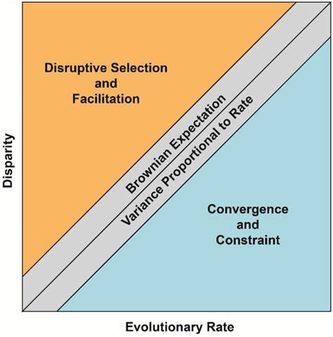 Theoretical Framework For The Relationship Between Evolutionary Rates