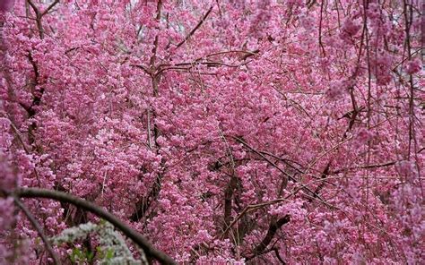 美しい桜の写真まとめ おにぎりまとめ