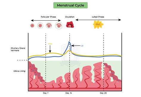 Edexceligcsebiologytopic017coordination015menstrual Cycle