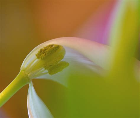 Lilapop Best Photos On