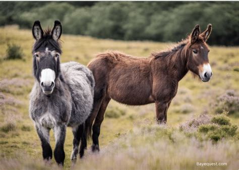 Hinny Vs Mule 11 Top Differences And Similarities Explained