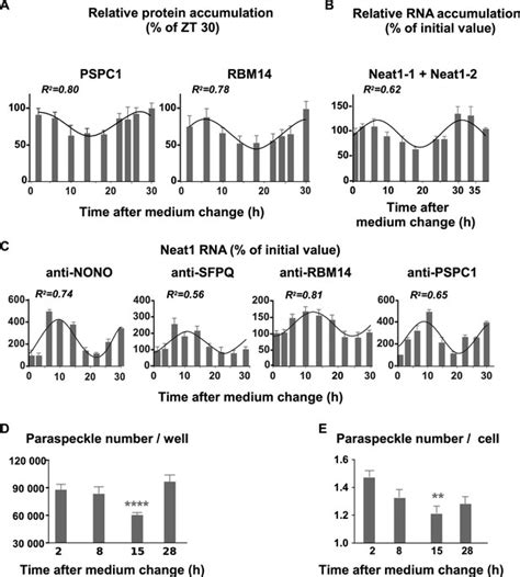 Figures And Data In Circadian Rna Expression Elicited By 3 Utr Iralu Paraspeckle Associated