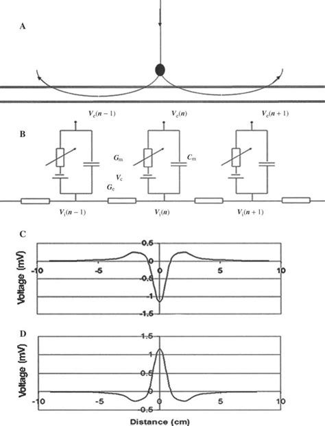 4 Membrane Polarization By Electrical Stimulation A An Anode Is