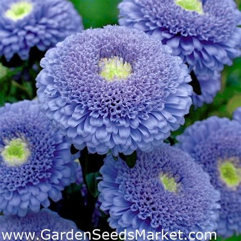 Double-flowered blue aster "Sidonia" – Garden Seeds Market | Free shipping