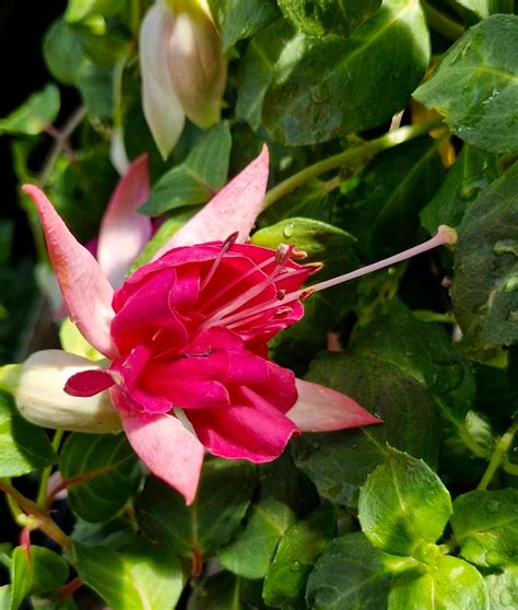 Fuchsia Fairytales Ada 10 Hanging Basket Hello Hello Plants