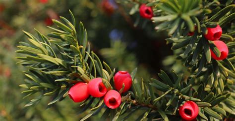 9 Of The Worlds Most Dangerous Trees—including The Exploding ‘dynamite