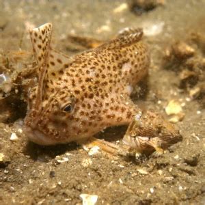 Datos De Brachionichthys Hirsutus Dieta Hábitat E Imágenes En