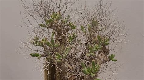 제5회 대한민국다육식물박람회 다녀왔어요~~ Youtube